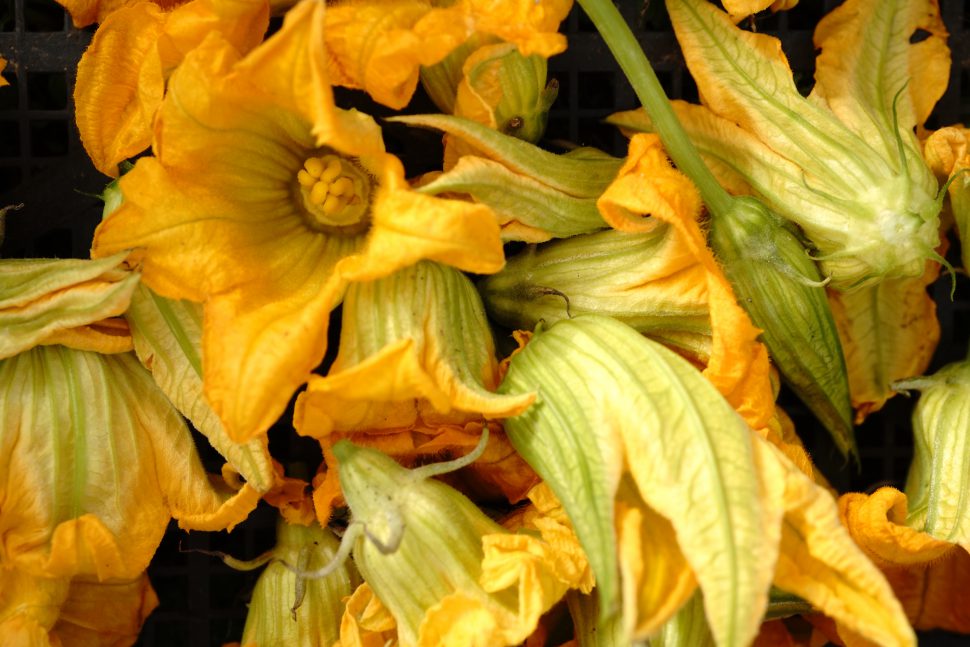 Zucchini Flowers Are Back In Season Bellina Alimentari zucchini-flowers-are-back-in-season-bellina-alimentari